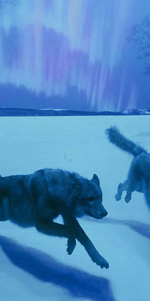 Desktop wallpaper: Nature, Wolf, Animal, Wolves 4K free download for PC ...