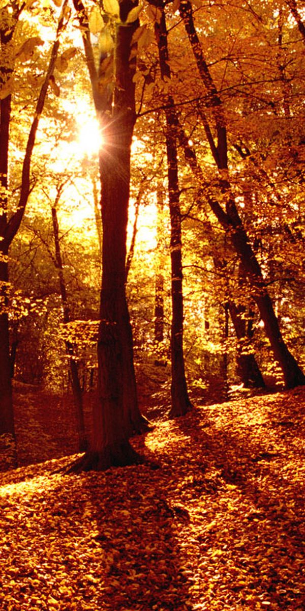 Phone wallpaper: Earth, Fall 604295