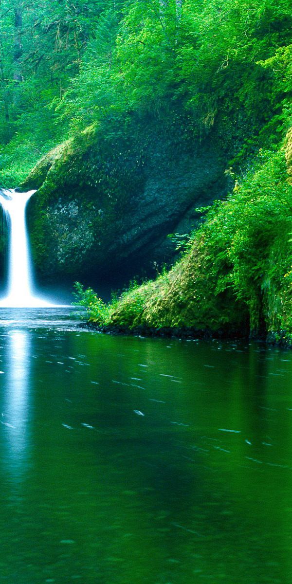 Free Greenery 4K Wallpapers & Desktop HD Backgrounds for PC