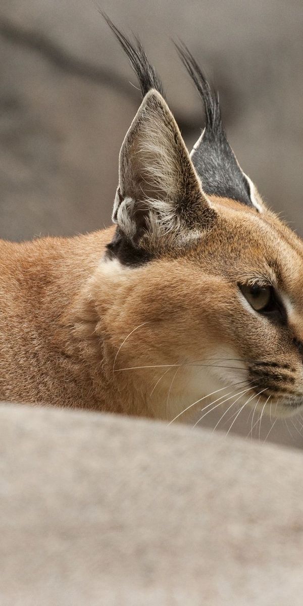 Free Steppe Lynx 4K Wallpapers & Desktop HD Backgrounds for PC