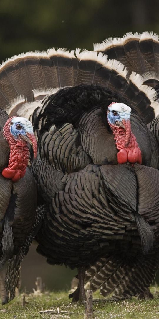 Fondos de pantalla de Pavo para celular, gratis del teléfono 4K