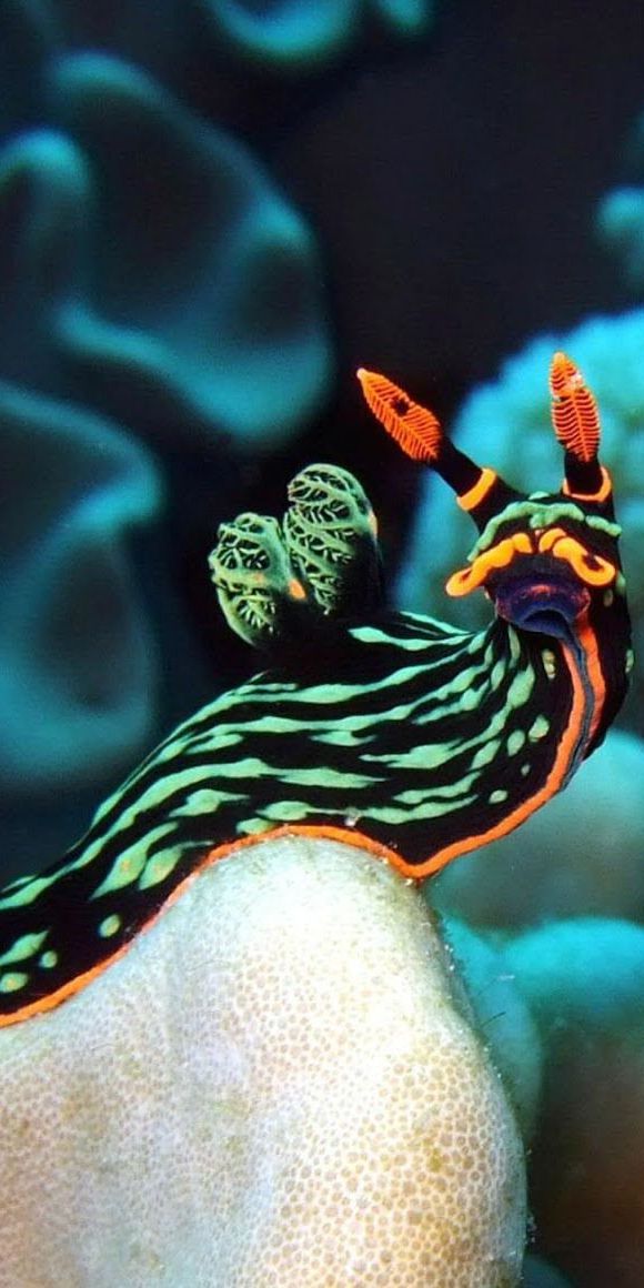 Free Nudibranch 4K Wallpapers & Desktop HD Backgrounds for PC