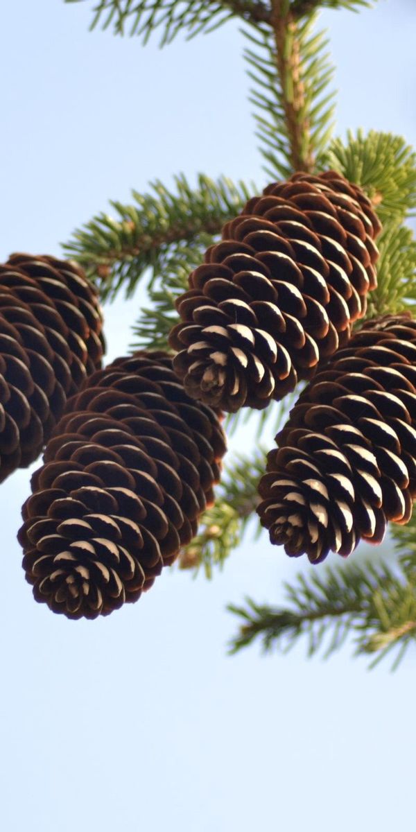 Nadelbaum Hintergrundbilder für den Desktop, kostenlose Nadelbaum ...