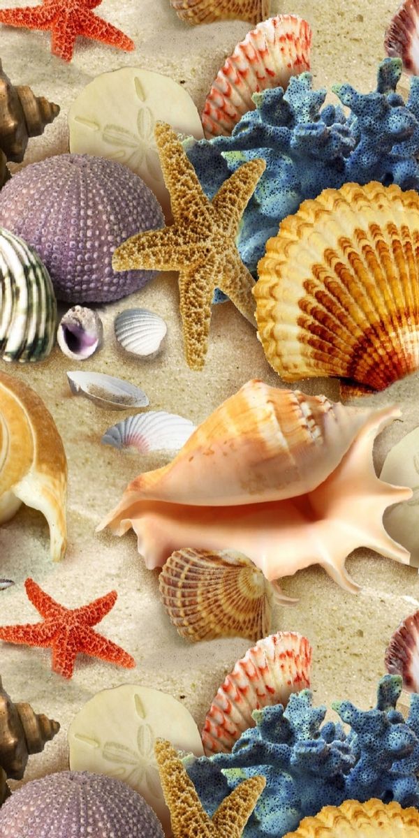 Conch Phone Wallpapers: Free 4K & HD Downloads | mob.org