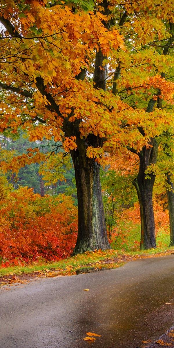 Desktop wallpaper: Tree Lined, Man Made, Road, Colorful, Fall, Tree 4K ...