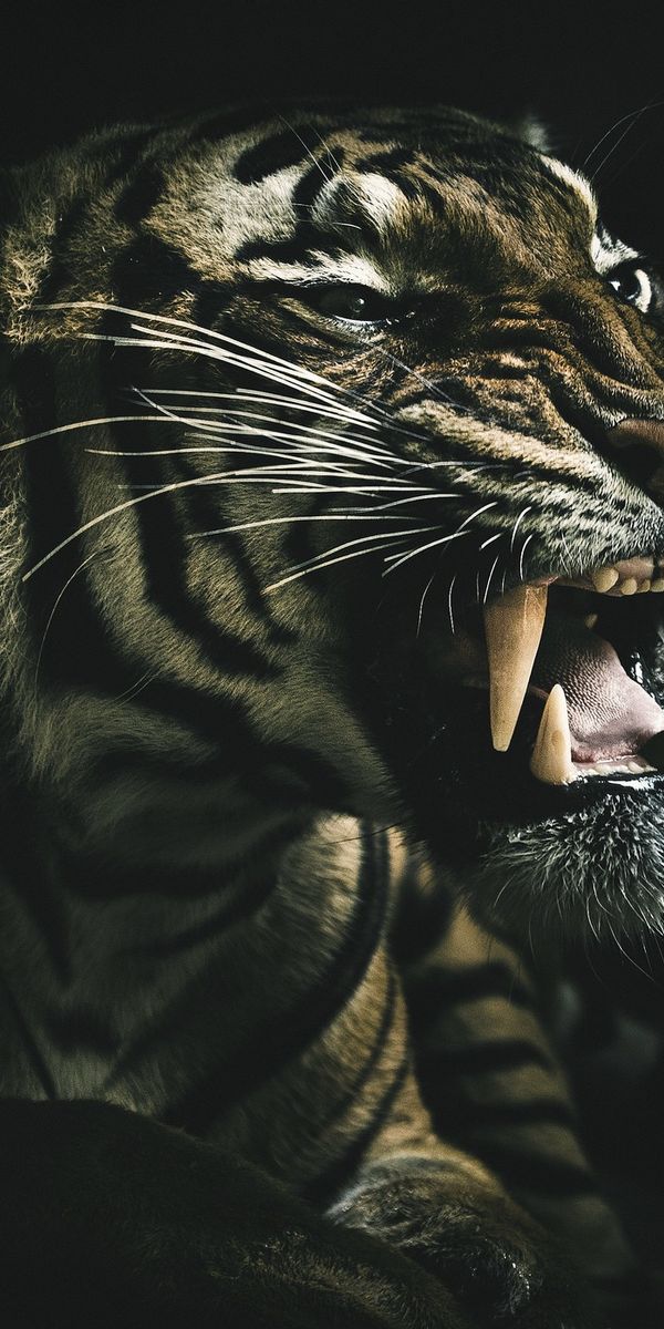 Free Roar 4K Wallpapers & Desktop HD Backgrounds for PC