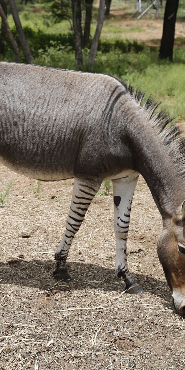 Zonkey Phone Wallpapers: Free 4K & HD Downloads | mob.org