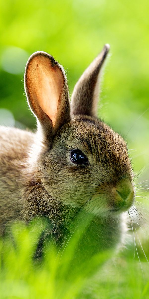 Desktop wallpaper: Animal, Hare 4K free download for PC. 595235