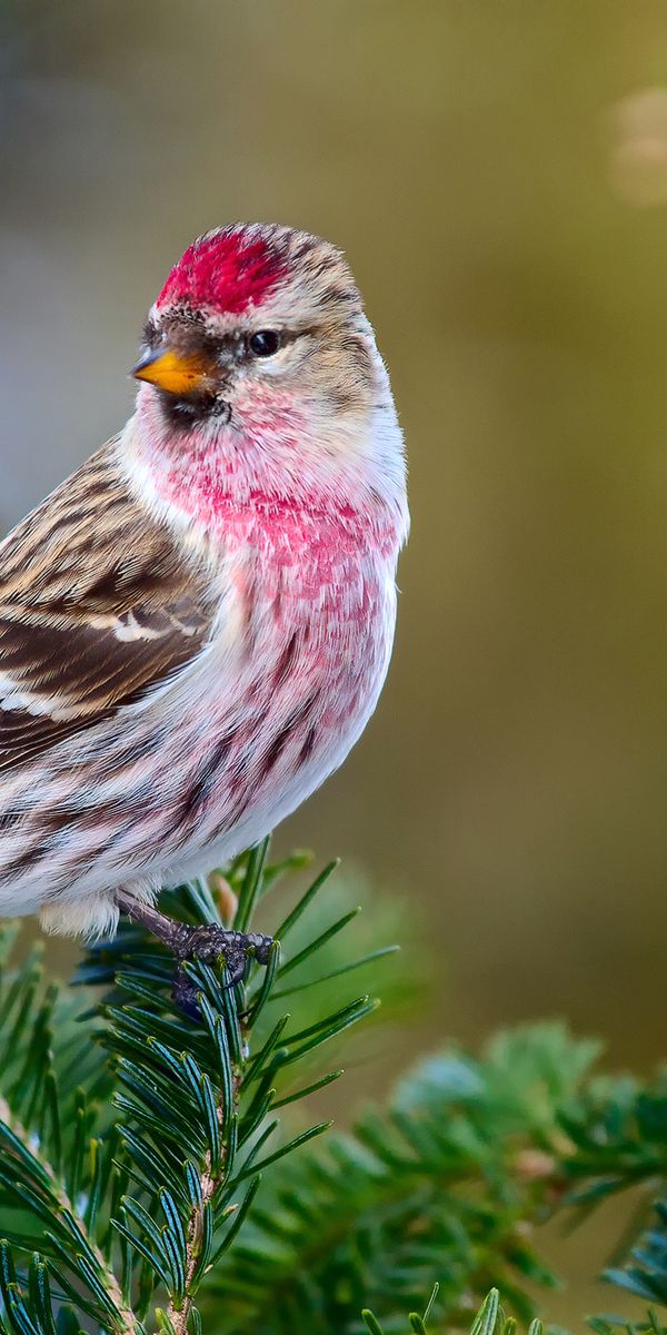 Sitemapcdatahttpswweinfbizidnez D Oiseau 5 Lettresnull