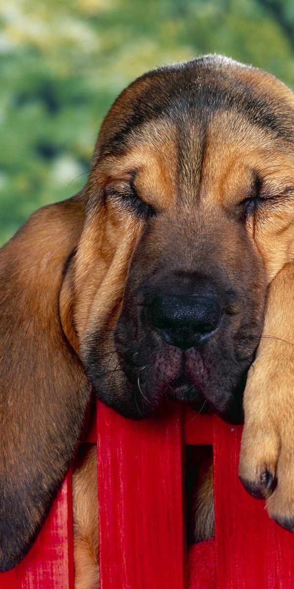 Bloodhound Phone Wallpapers: Free 4K & HD Downloads | mob.org