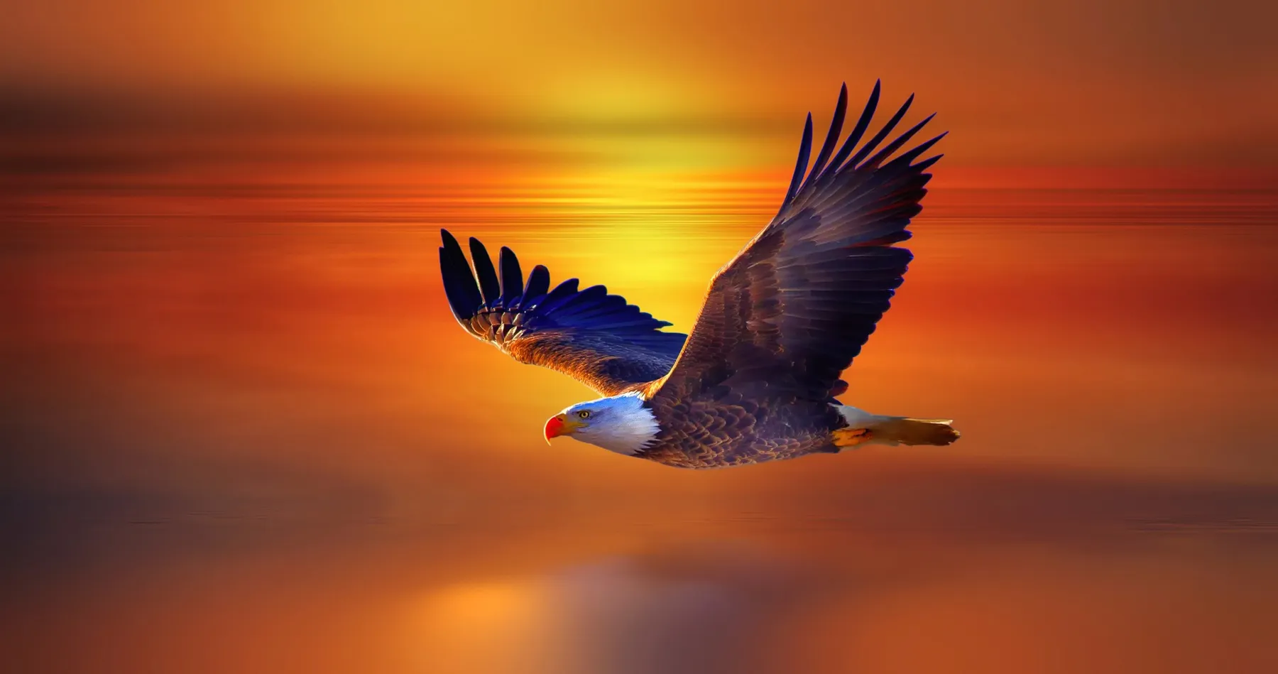 Fondo de pantalla de Aves de PC, gratis para computadora 4K