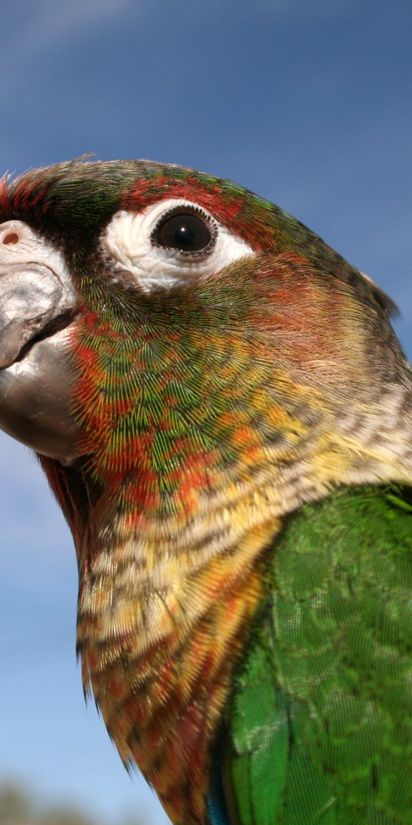 Télécharger gratuitement le fond d'écran "Conure" pour votre téléphone ...