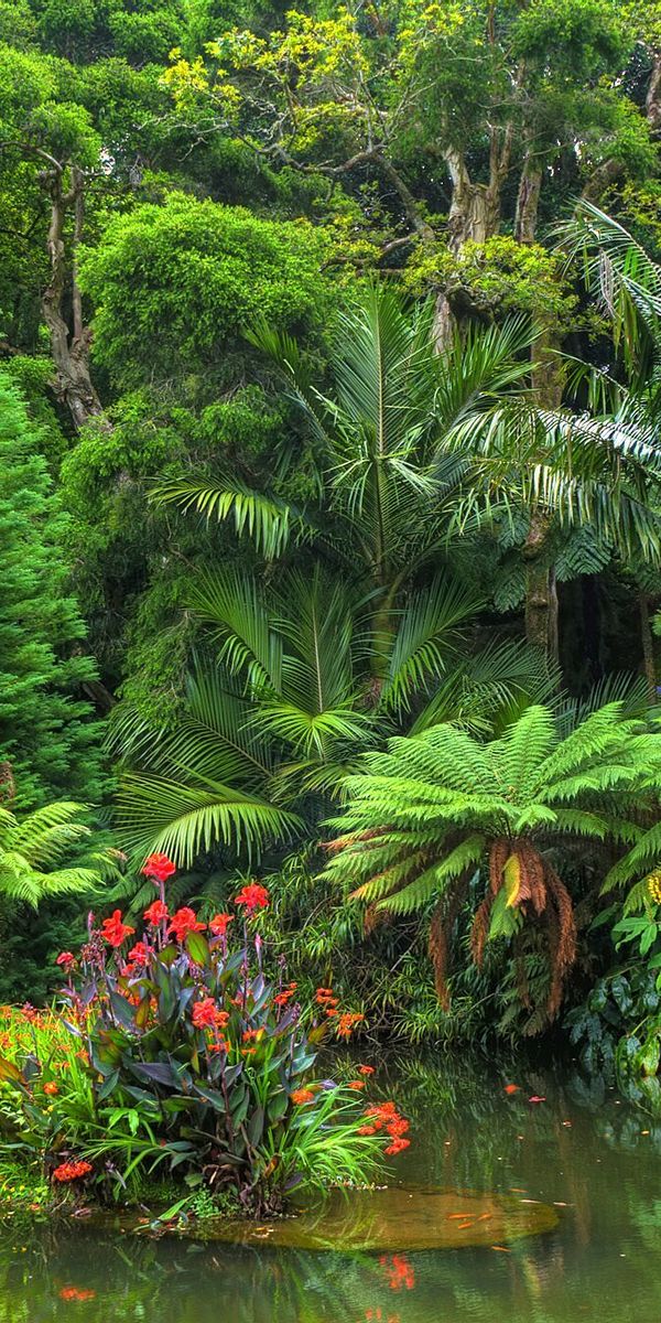 Fond d'écran HD: Forêt Tropicale, Étang, Jungle, Terre/nature, Fleur ...