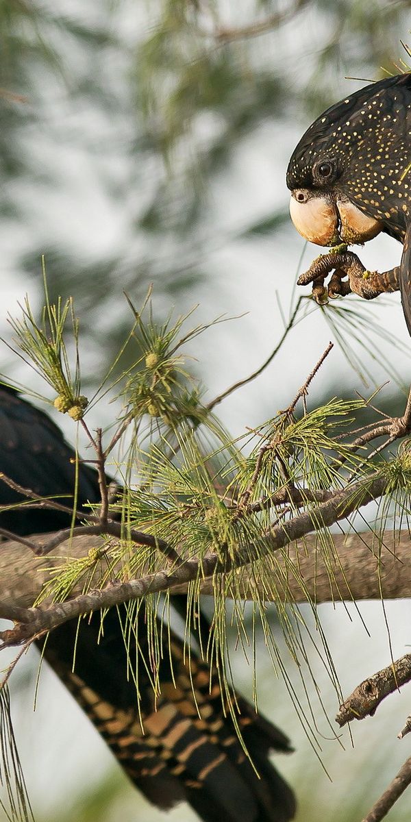 Red Tailed Black Cockatoo Phone Wallpapers: Free 4K & HD Downloads ...