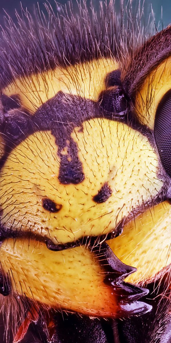 Free Hornet 4K Wallpapers & Desktop HD Backgrounds for PC