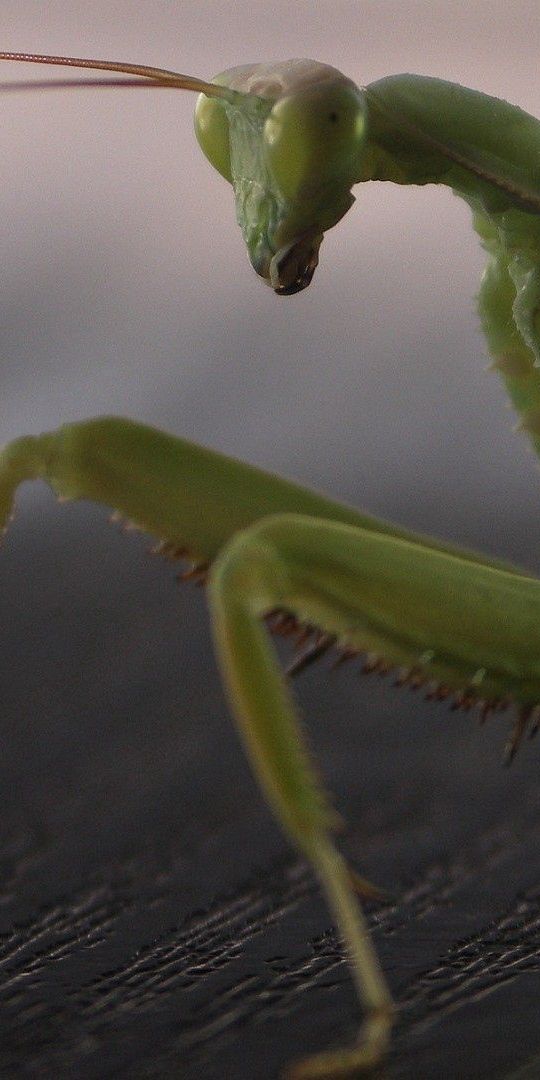 Mantis Phone Wallpapers: Free 4K & HD Downloads | mob.org