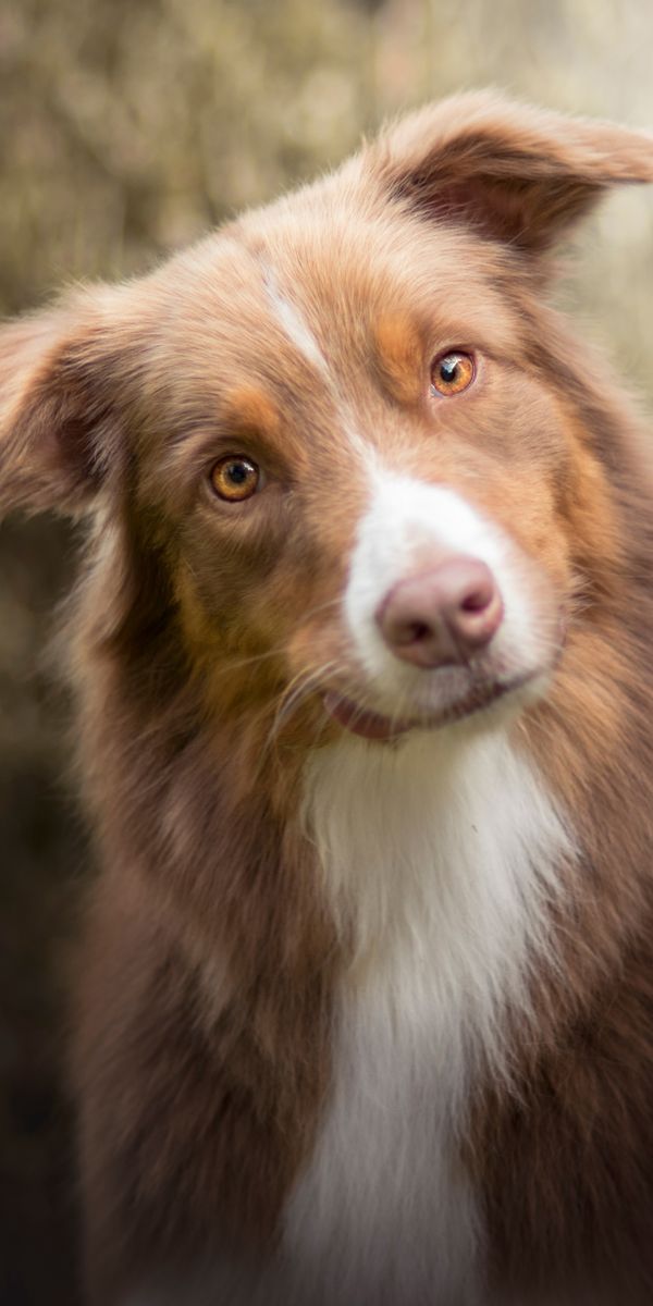 Desktop wallpaper: Animal, Australian Shepherd, Dog, Muzzle, Stare ...