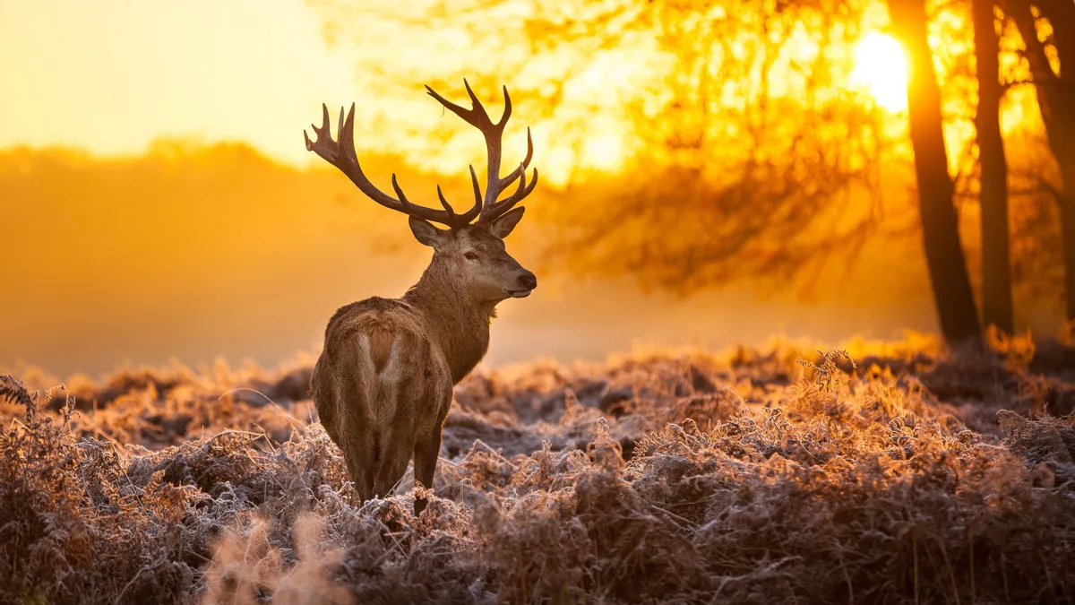 Desktop wallpaper: Buck, Animal, Elk, Sunset, Deer 4K free download for ...