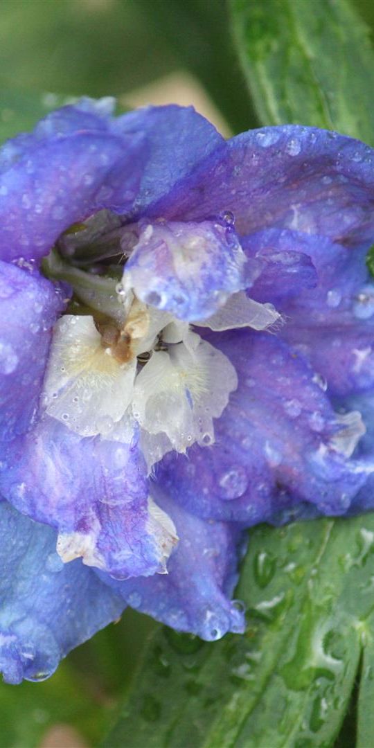 Free Larkspur 4K Wallpapers & Desktop HD Backgrounds for PC