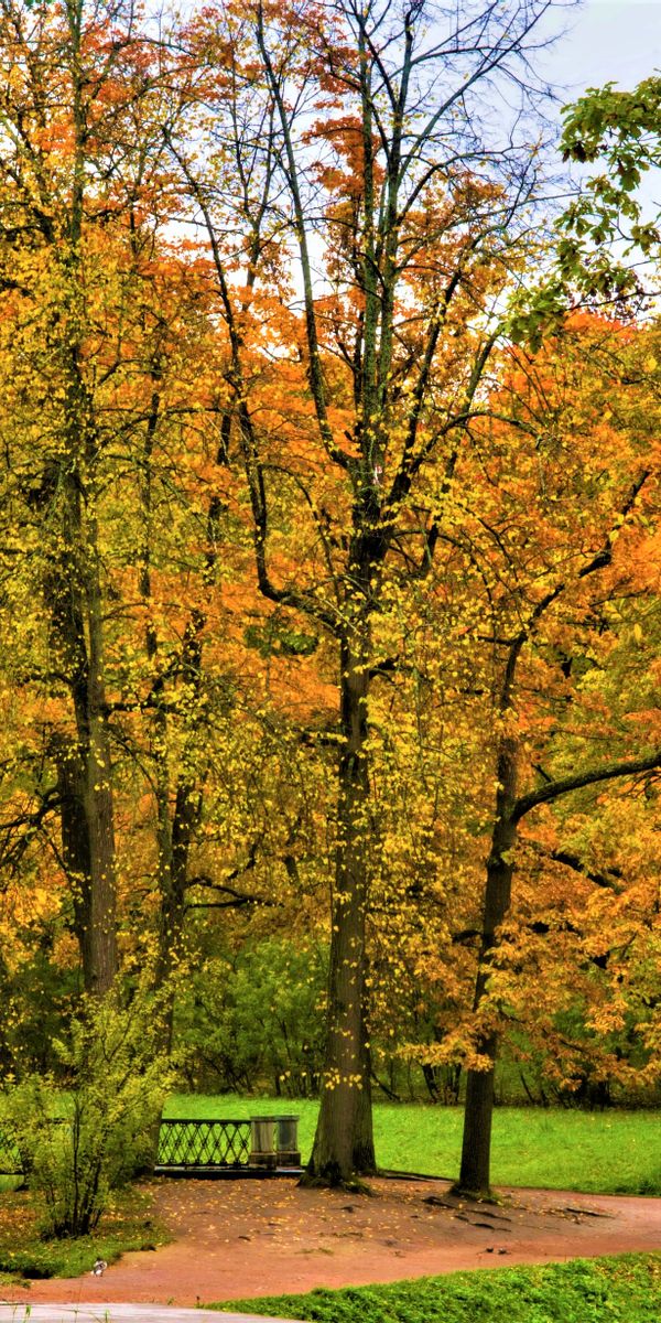 Desktop wallpaper: Photography, Park, Bridge, Fall, Tree 4K free ...