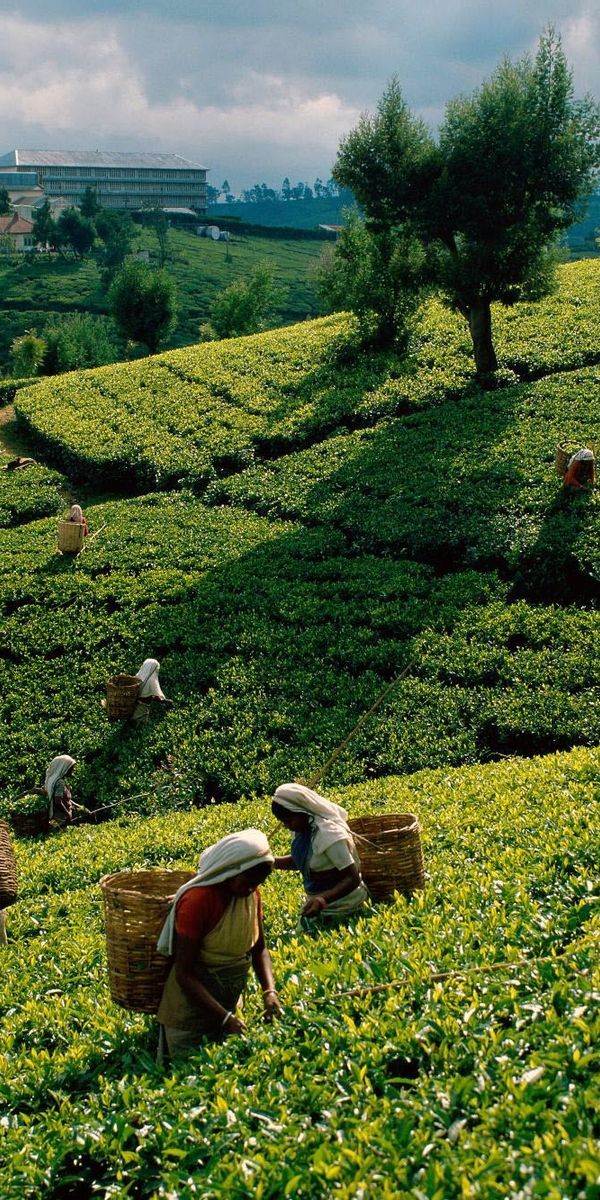 Free Plantations 4K Wallpapers & Desktop HD Backgrounds for PC