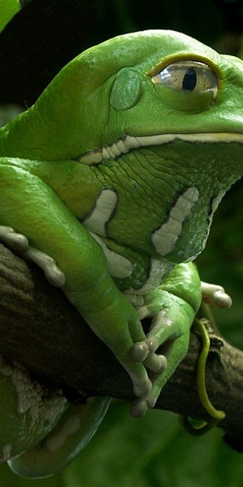 White Lipped Tree Frog Phone Wallpapers: Free 4K & HD Downloads | mob.org