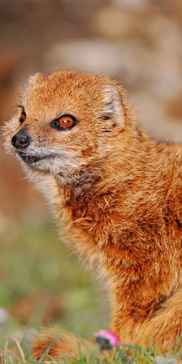 Free Mongoose 4K Wallpapers & Desktop HD Backgrounds for PC