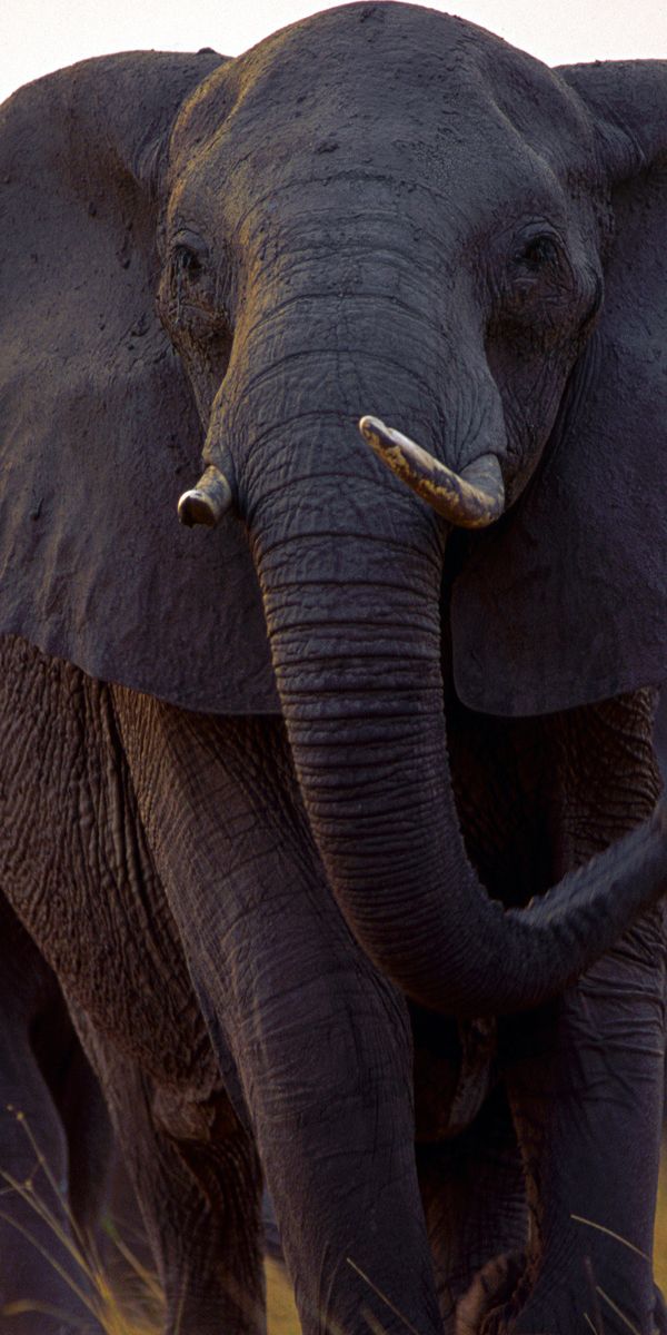 Fondo de pantalla de PC Animales, Elefante Africano De Sabana ...