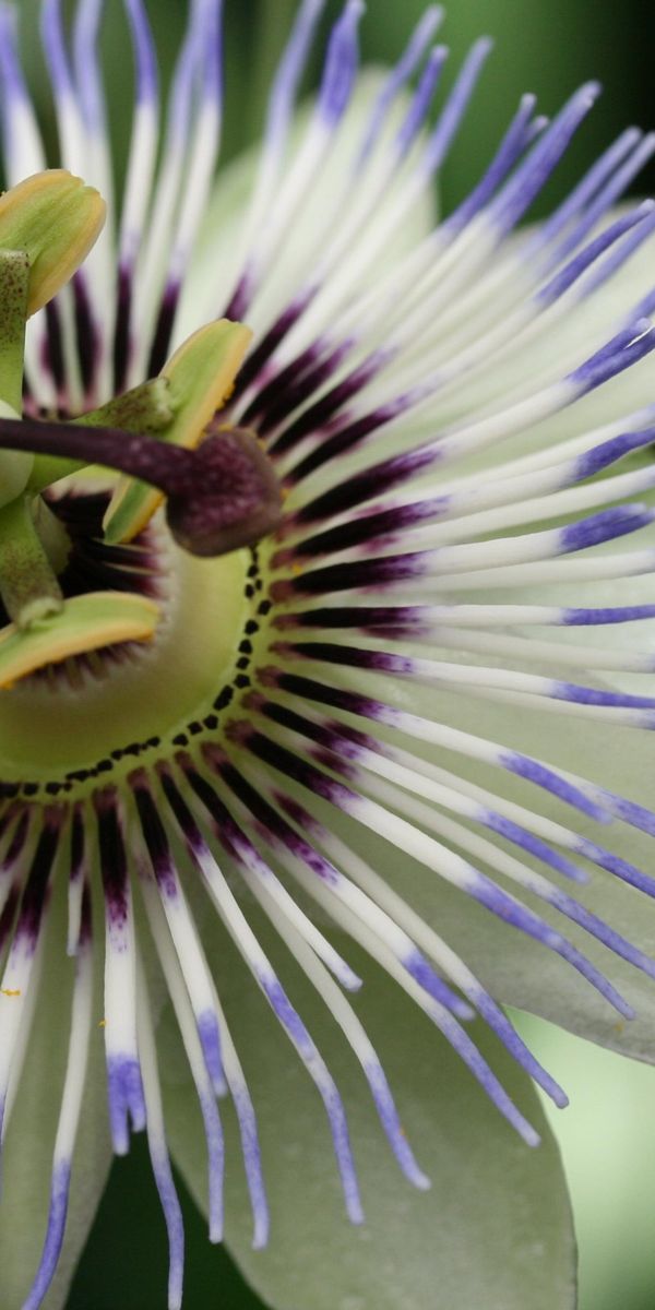 Passion Flower Phone Wallpapers: Free 4K & HD Downloads | mob.org