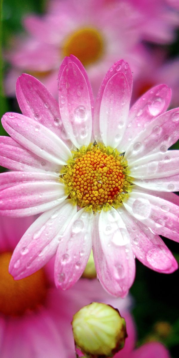 Free Marguerite 4K Wallpapers & Desktop HD Backgrounds for PC