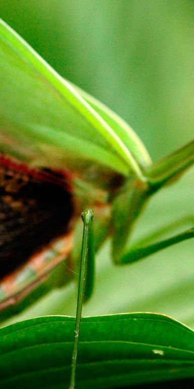 Desktop wallpaper: Animal, Praying Mantis, Insects 4K free download for ...