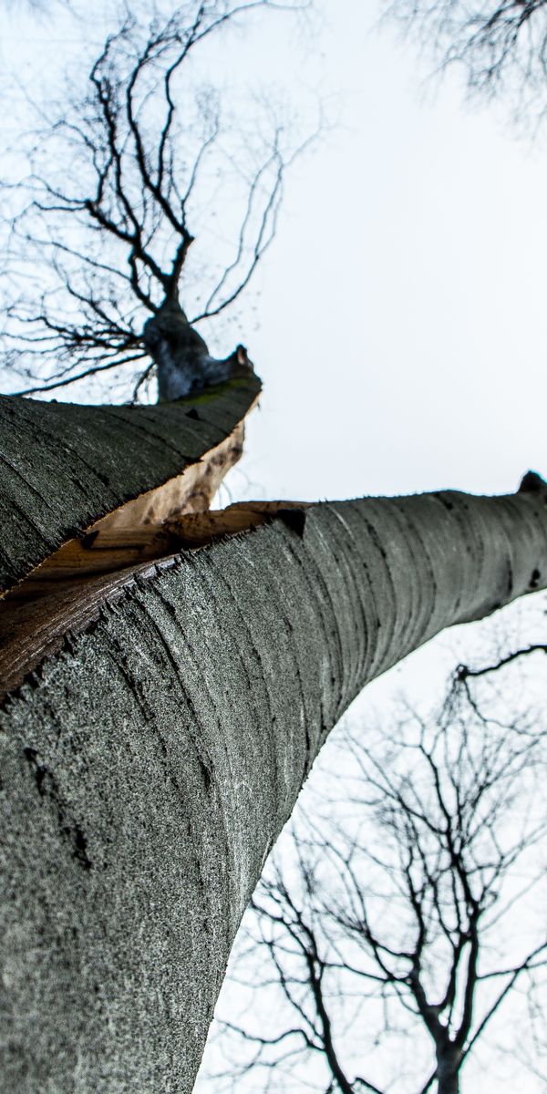 Split Tree Phone Wallpapers: Free 4K & HD Downloads | mob.org