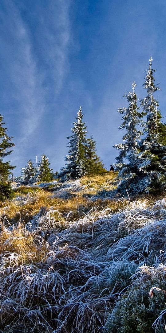 Phone wallpaper: Landscape, Trees 28508