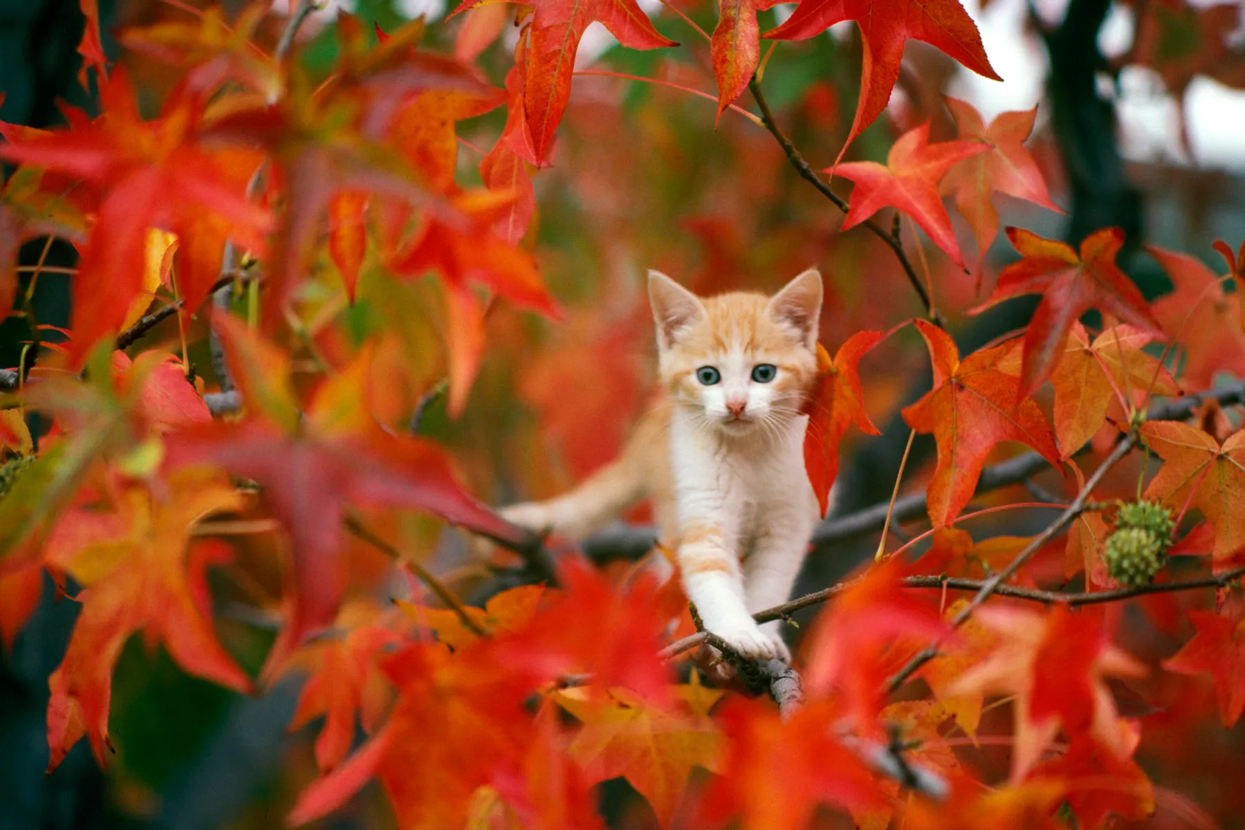 Free Meow 4K Wallpapers & Desktop HD Backgrounds for PC