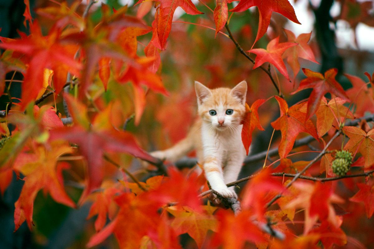 Papéis de parede de Gatos para desktop, baixe gratuitamente imagens e ...