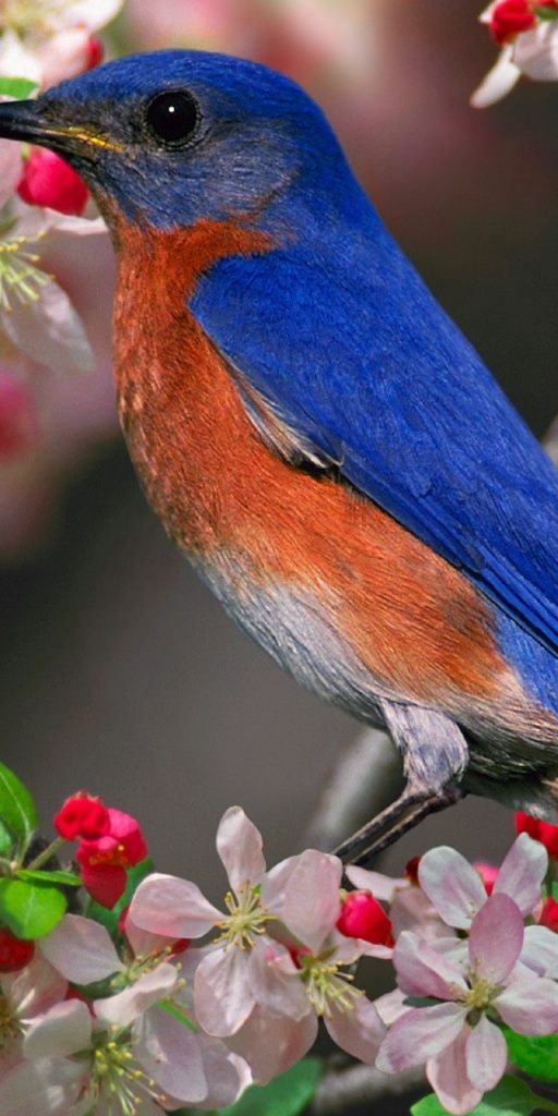 Eastern Bluebird Phone Wallpapers: Free 4K & HD Downloads | mob.org
