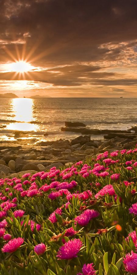 Sunset Landscape with Vibrant Flowers and Ocean View