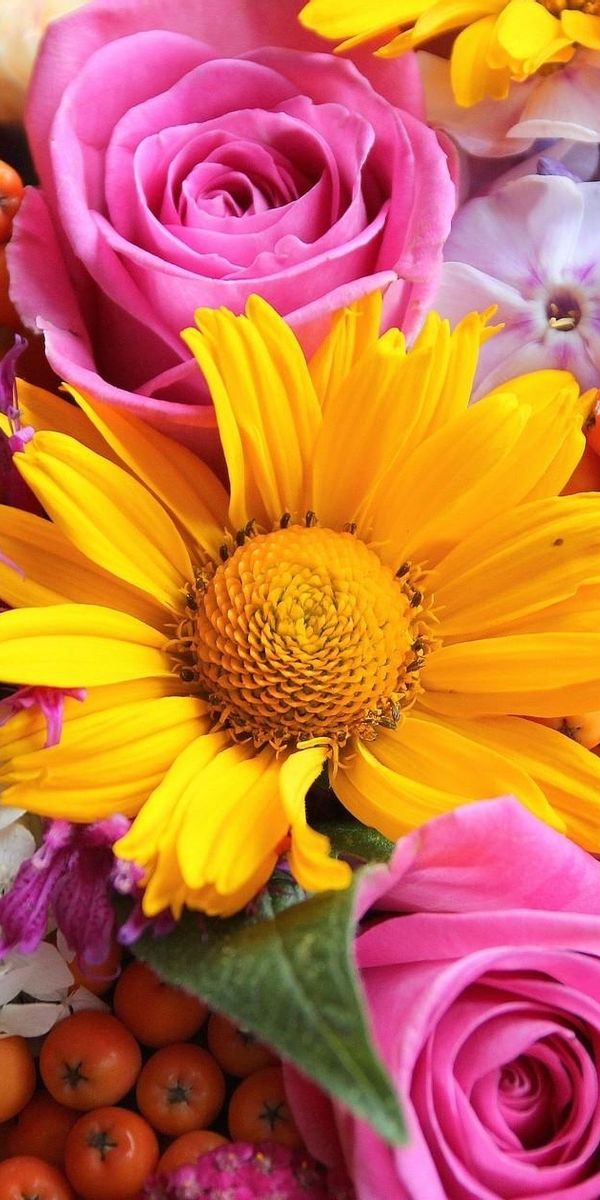 Free Gerberas 4K Wallpapers & Desktop HD Backgrounds for PC