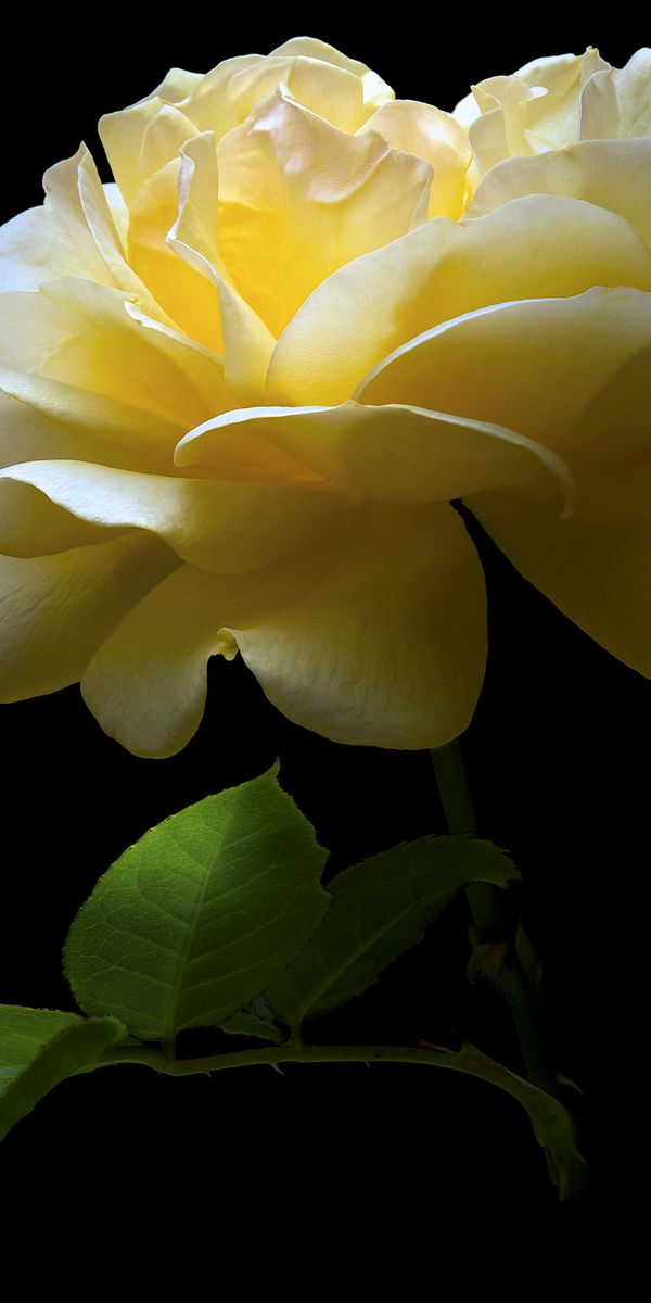 Free Close Up 4K Wallpapers & Desktop HD Backgrounds for PC
