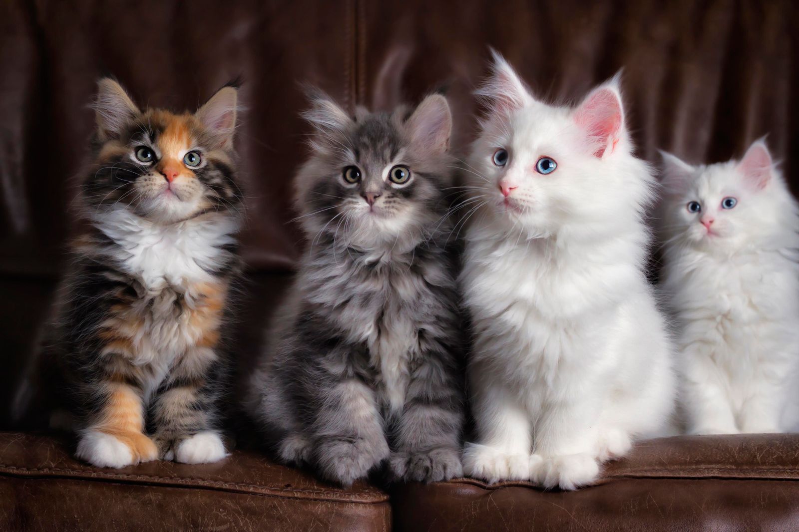 Papéis de parede de Gato para desktop, baixe gratuitamente imagens e ...