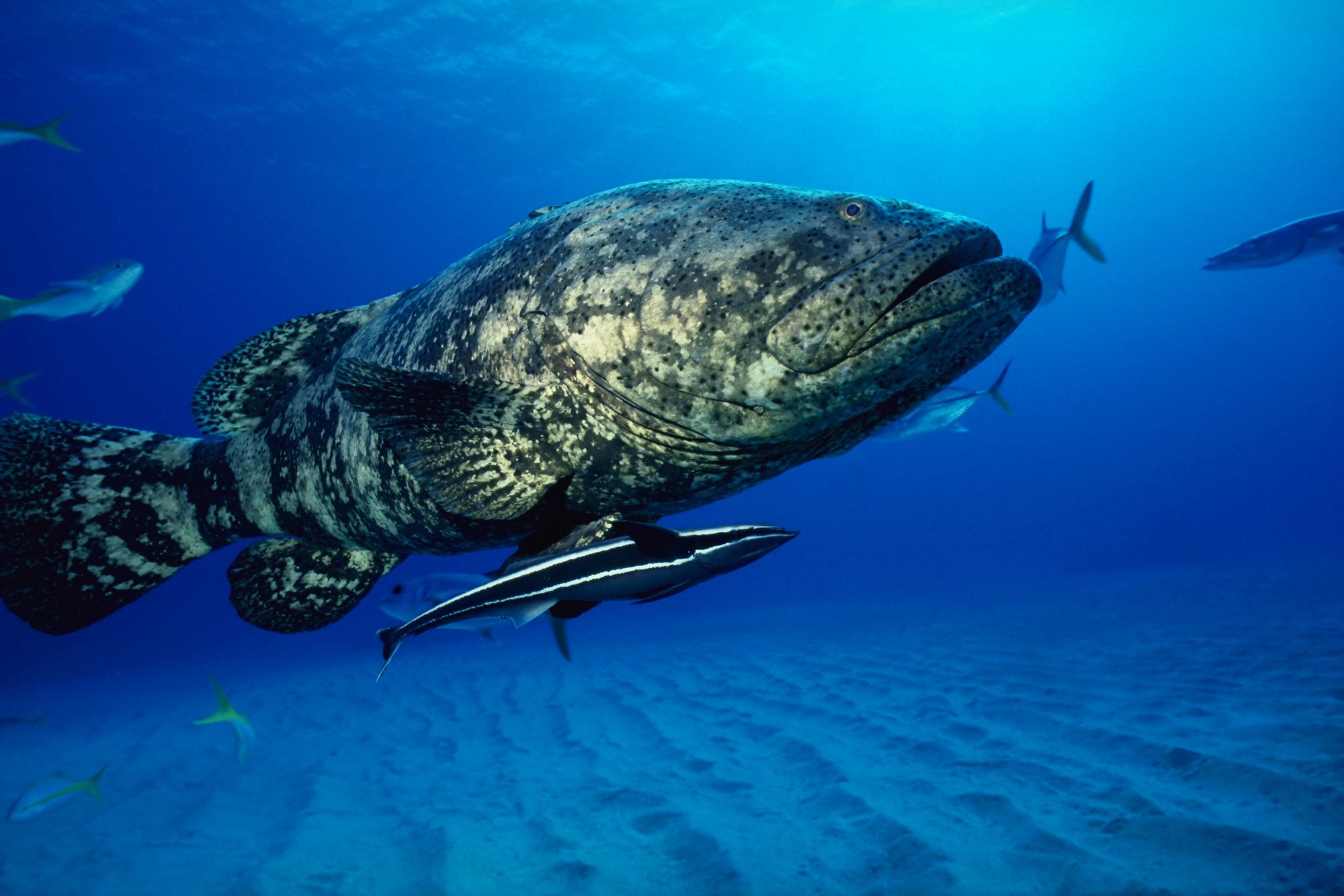 Free Whale Shark 4K Wallpapers & Desktop HD Backgrounds for PC