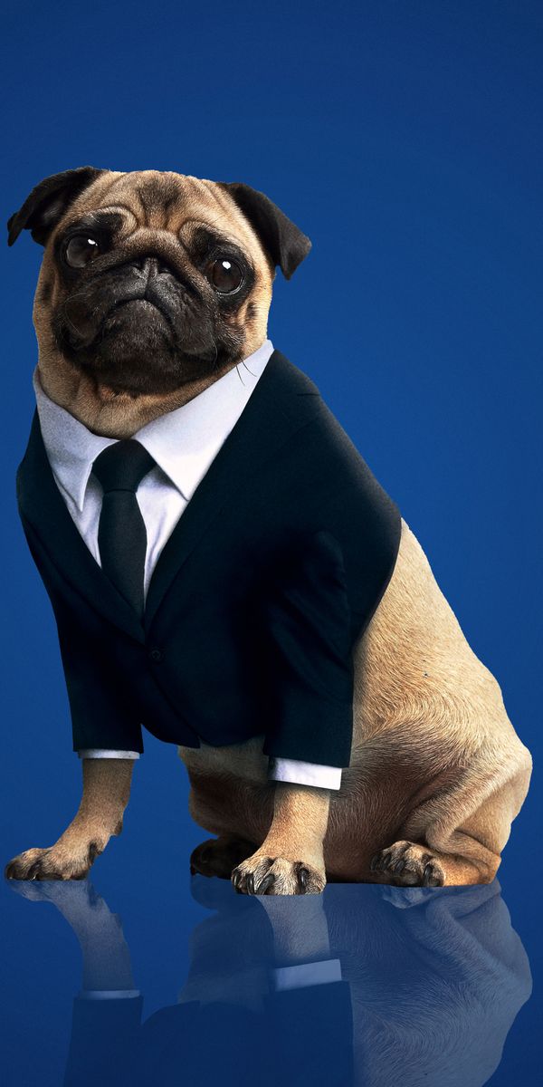 Frank The Pug Phone Wallpapers: Free 4K & HD Downloads | mob.org