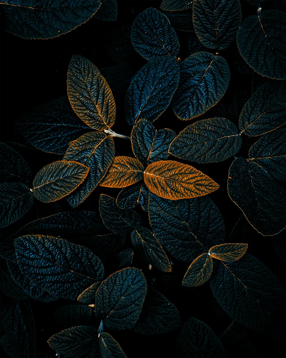 Green wallpapers for your phone, free download Green pictures