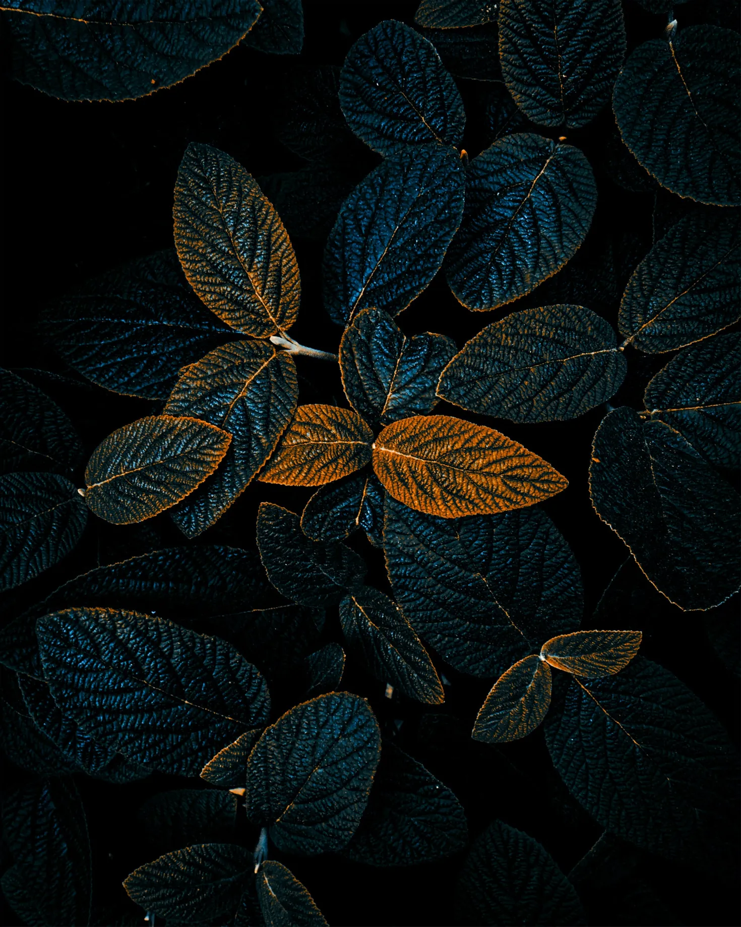 Fatal Frame Phone Wallpapers: Free 4K & HD Downloads | mob.org