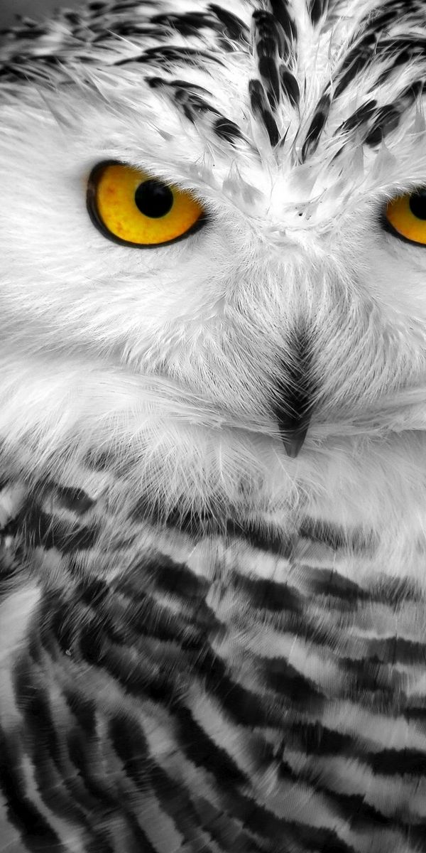 Fond d'écran HD: Animaux, Harfang Des Neiges, Hibou, Oiseau, Les Yeux ...