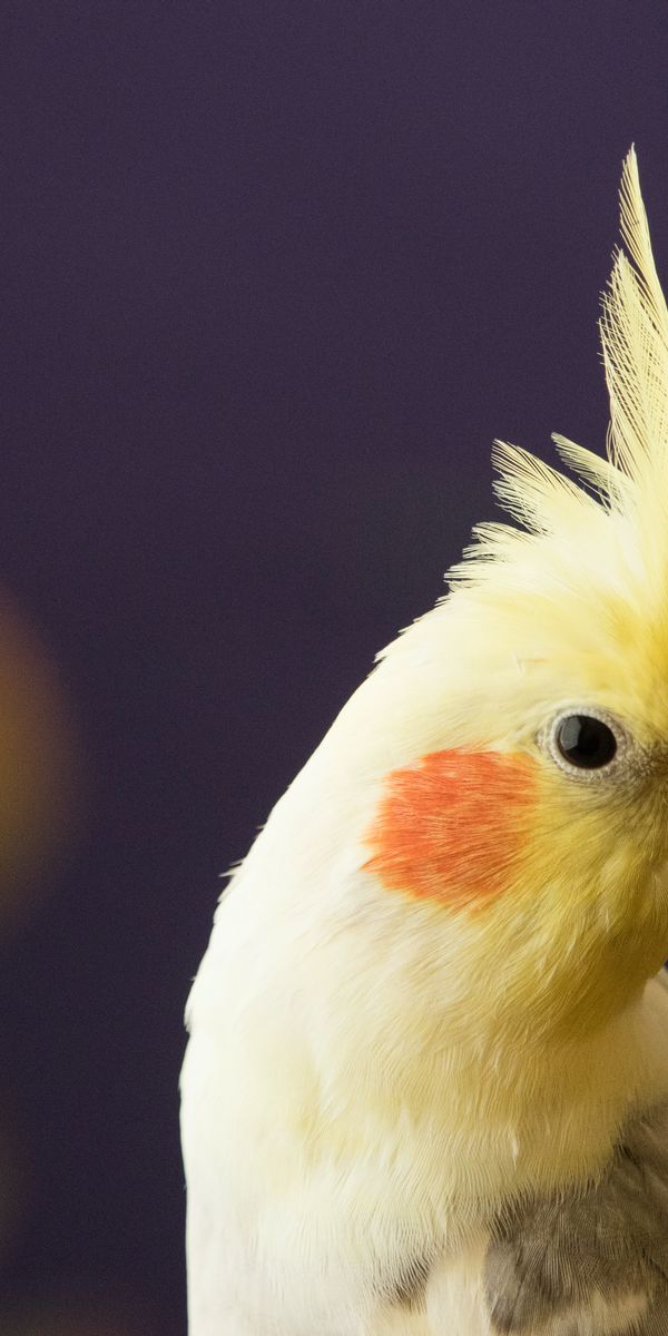 Desktop wallpaper: Cockatiel, Animal, Bird, Birds 4K free download for ...