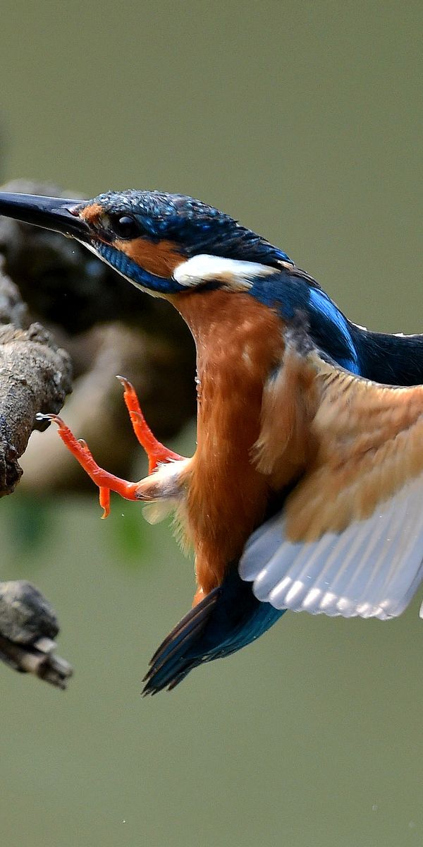 Free Common Kingfisher 4K Wallpapers & Desktop HD Backgrounds for PC