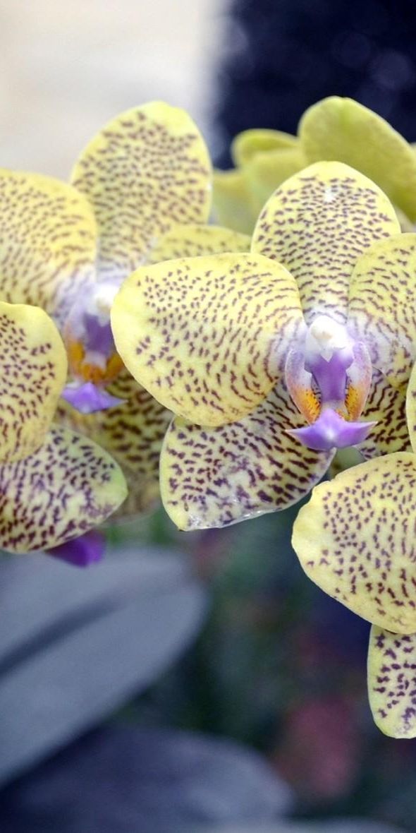 Hintergrundbild für Handys: Gefleckt, Fleckig, Ast, Zweig, Orchid ...
