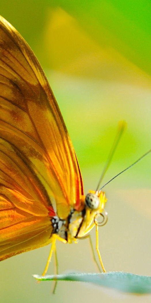 Proboscis Phone Wallpapers: Free 4K & HD Downloads | mob.org
