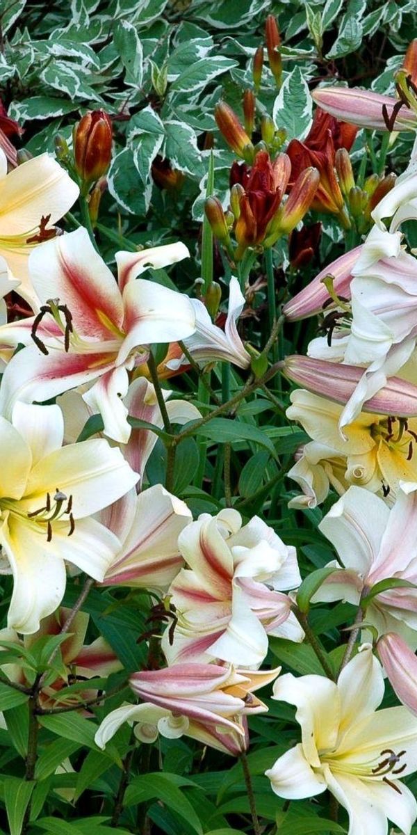 Free Lilies 4K Wallpapers & Desktop HD Backgrounds for PC